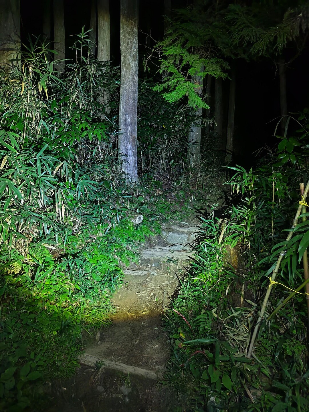 金剛山 青崩道⤴ダイトレ⤵ / PAGUさんの葛城修験エリアマップ（金剛山周辺）の活動データ | YAMAP / ヤマップ