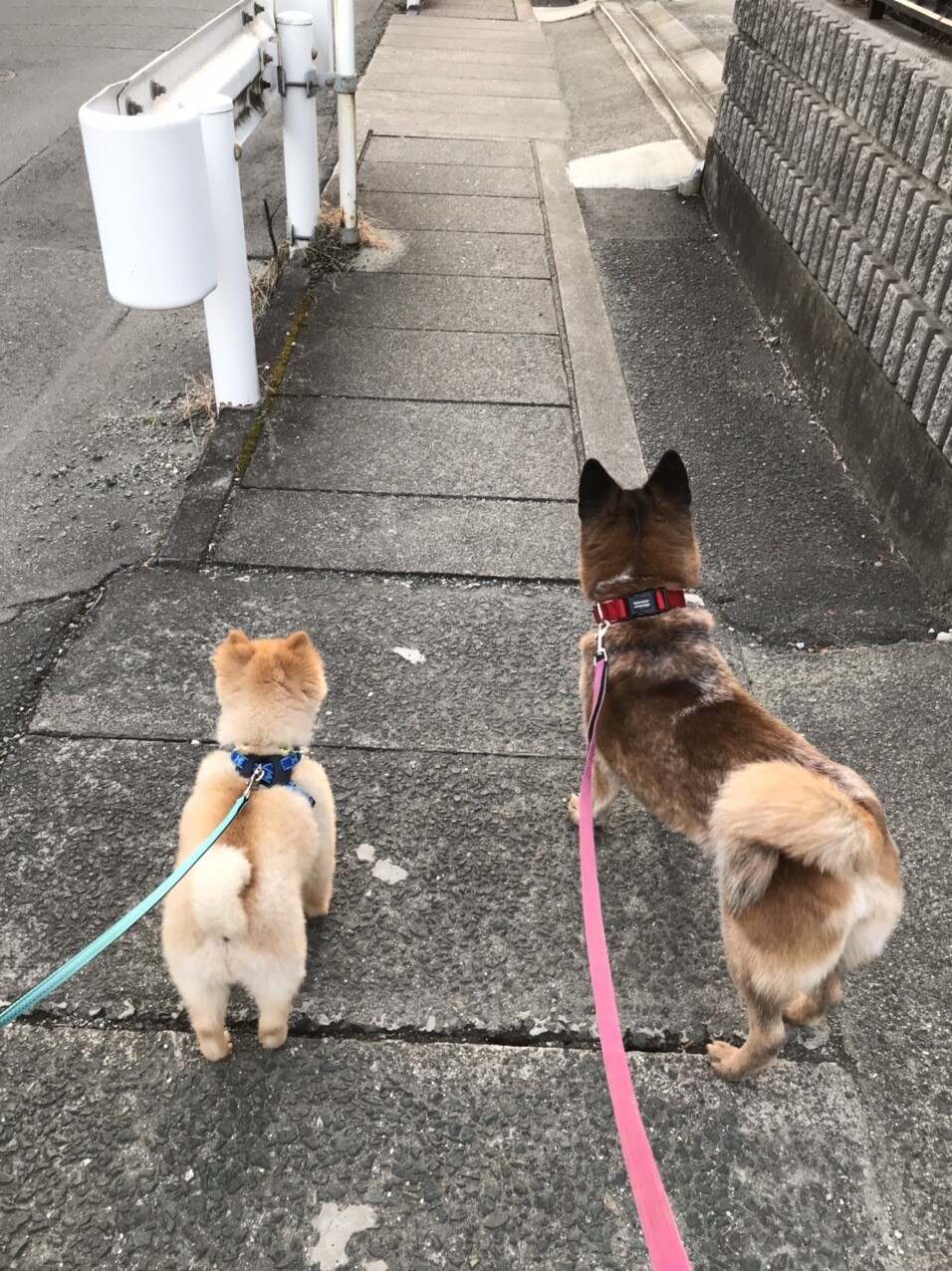 来年はどんな年？ 近所の仲良しワンコと。... / kieさんのモーメント | YAMAP / ヤマップ