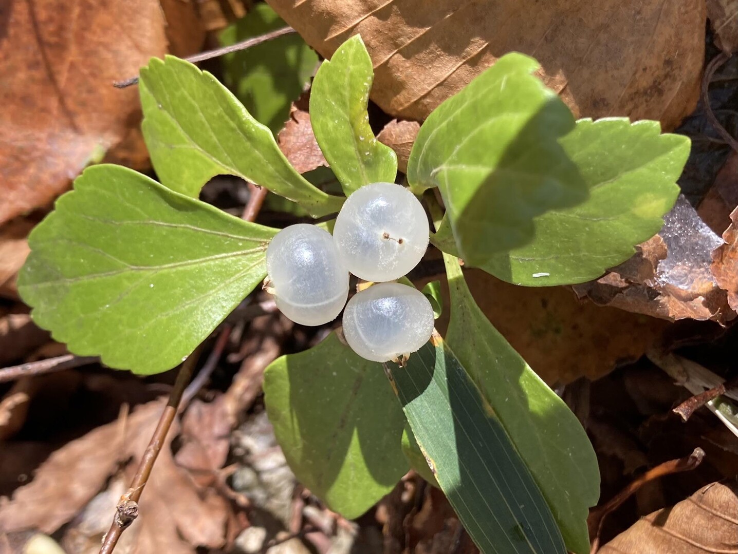 砥石山（中ノ沢コース） / Yotchさんの砥石山・青山の活動データ | YAMAP / ヤマップ