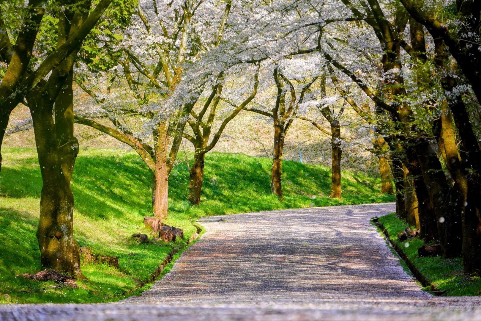 近所でお花見散歩 https://you... / YUTAさんのモーメント | YAMAP / ヤマップ