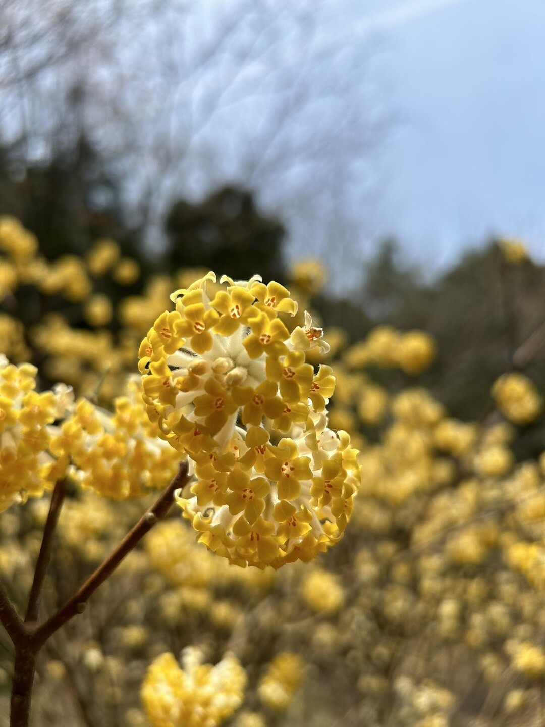 黄色いポンポンに誘われて💛ミツマタ / akoさんの高室山の活動データ | YAMAP / ヤマップ