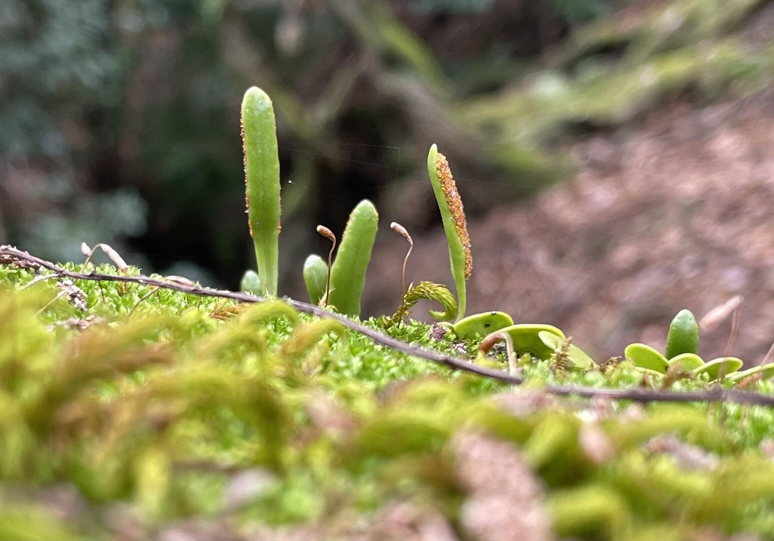 大和三山・若草山 / watsonさんの大和三山（天香久山・畝傍山・耳成山）の活動データ | YAMAP / ヤマップ