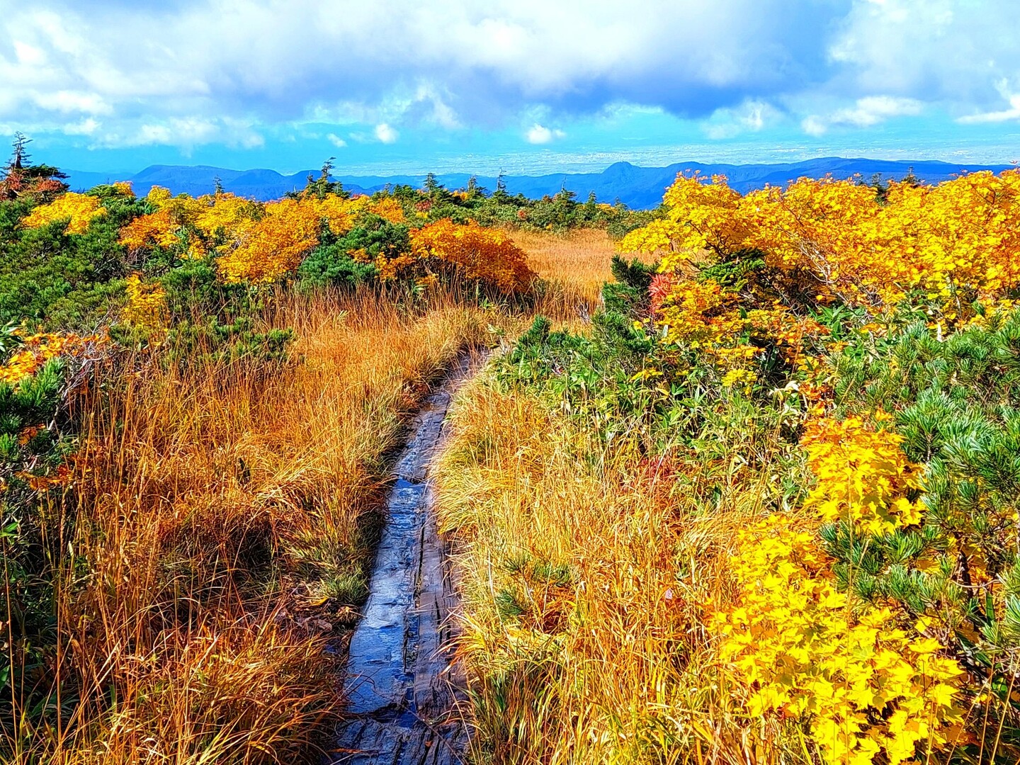 八甲田山～ログ切れの悪夢。。。 / kikuさんの八甲田山・高田大岳・雛岳の活動データ | YAMAP / ヤマップ