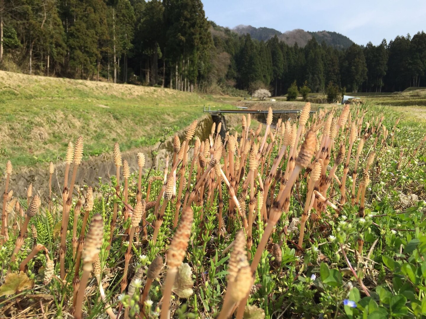 城山、虎尾の道から九尺石へ / たかさんの石動山・七尾城山・碁石ヶ峰の活動データ | YAMAP / ヤマップ