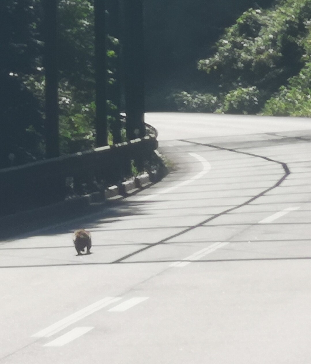 タヌキとランニング🙌 熊本の益城町か... / RC79さんのモーメント | YAMAP / ヤマップ