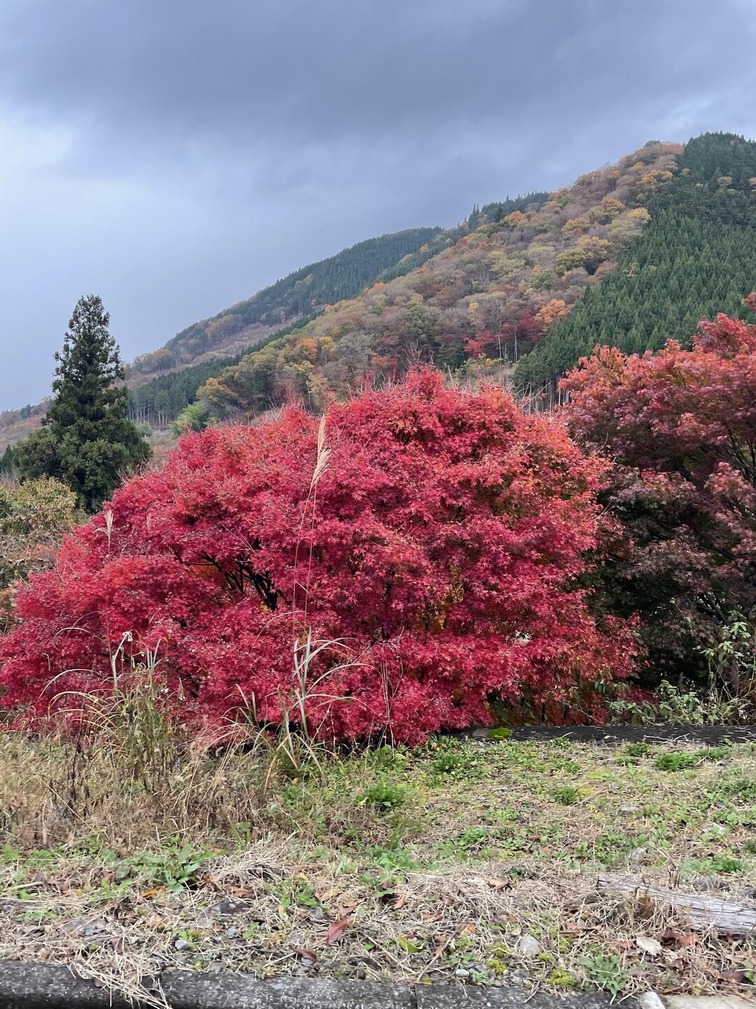 白尾山 / みどりんこさんの鷲ヶ岳の活動データ | YAMAP / ヤマップ