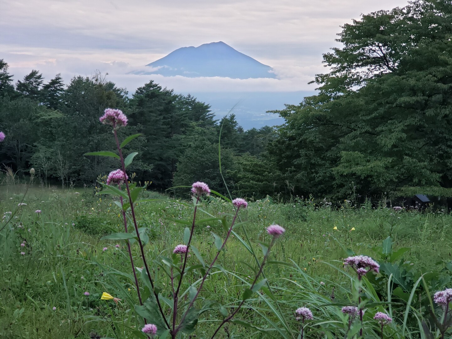 姫神山、急登 / iSleepさんの姫神山の活動データ | YAMAP / ヤマップ
