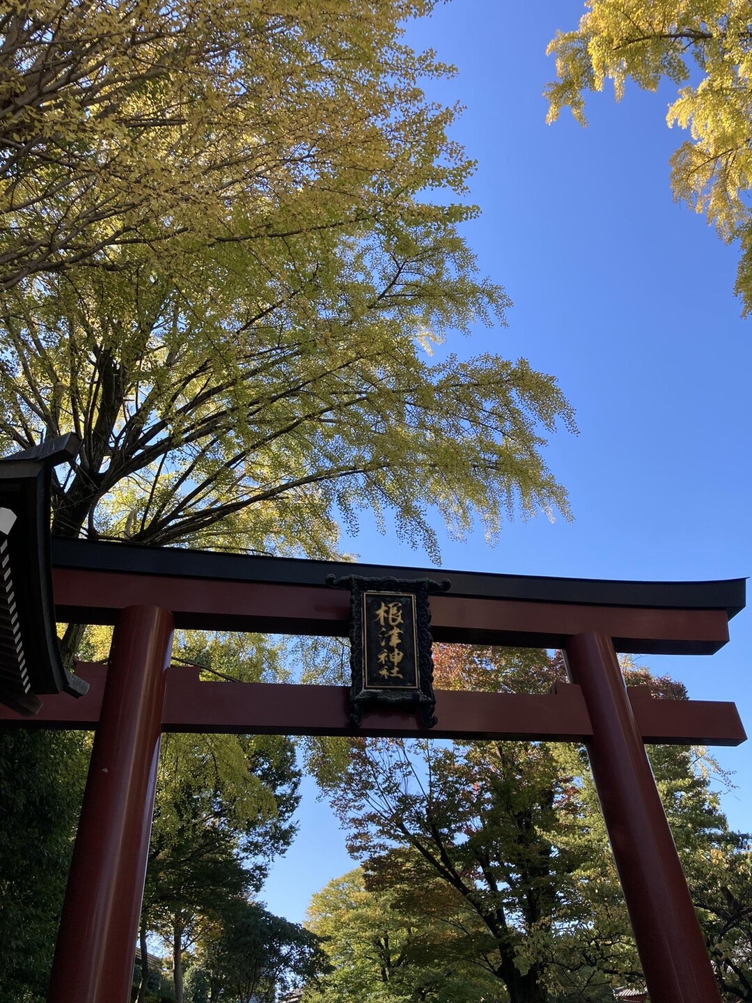 昨日は友人と上野動物園へ行く約束をしてい... / Aokatiさんのモーメント | YAMAP / ヤマップ