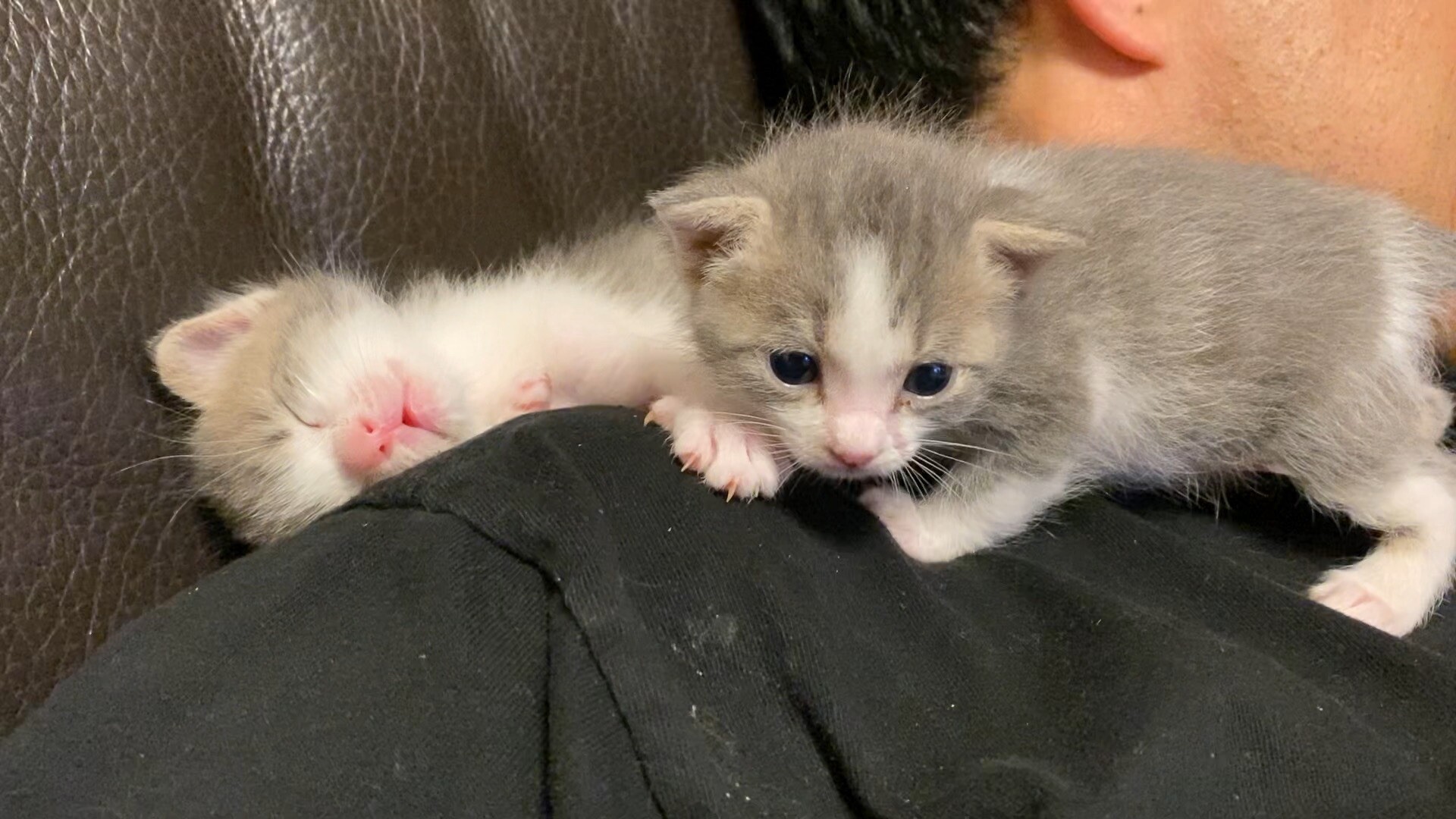 猫日記🐈 ・ およそ生後19日 🐈p... / circeさんのモーメント | YAMAP / ヤマップ