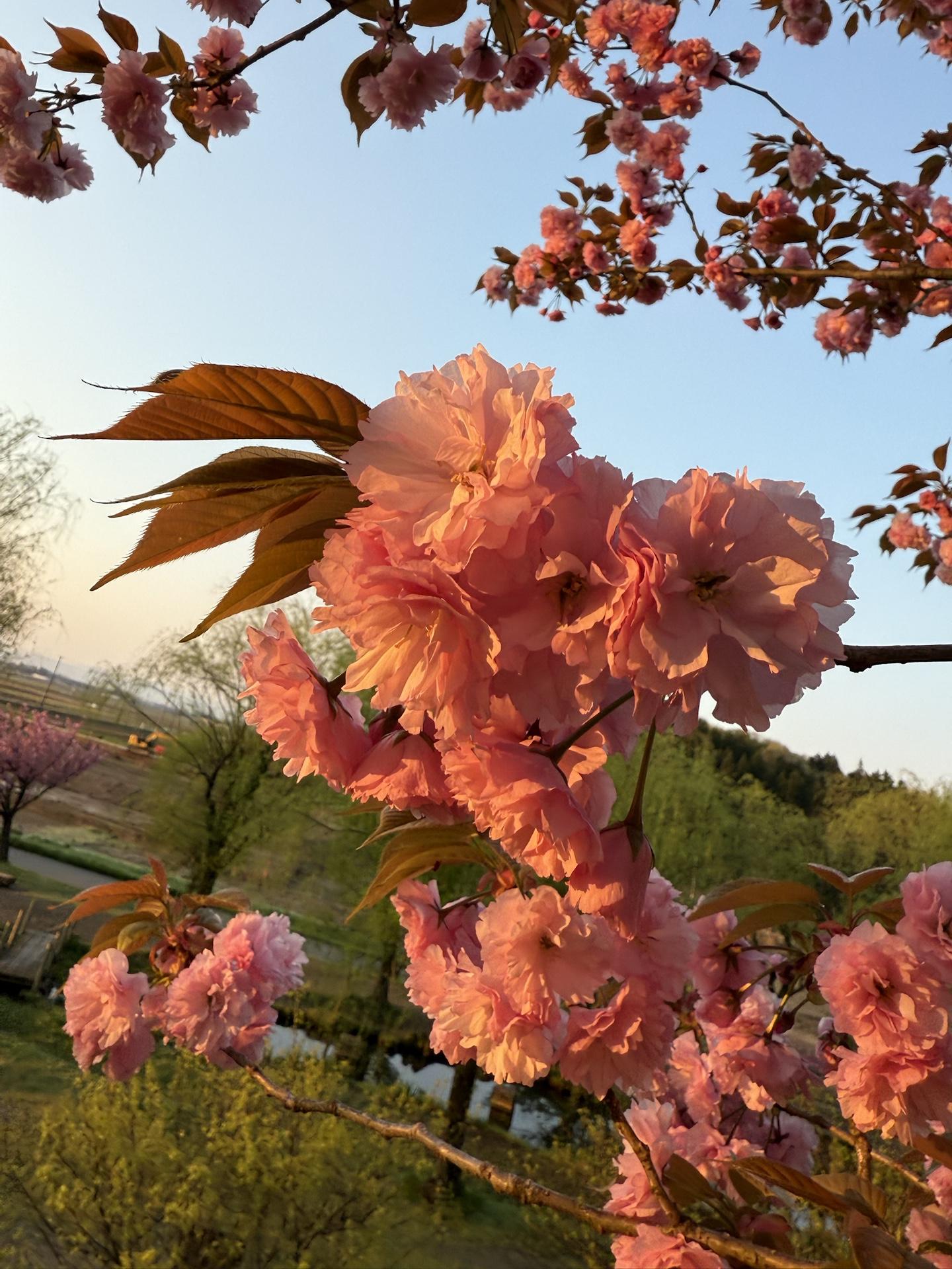 西蒲三山縦走完登😆 / cococoさんの弥彦山・多宝山・雨乞山の活動データ | YAMAP / ヤマップ