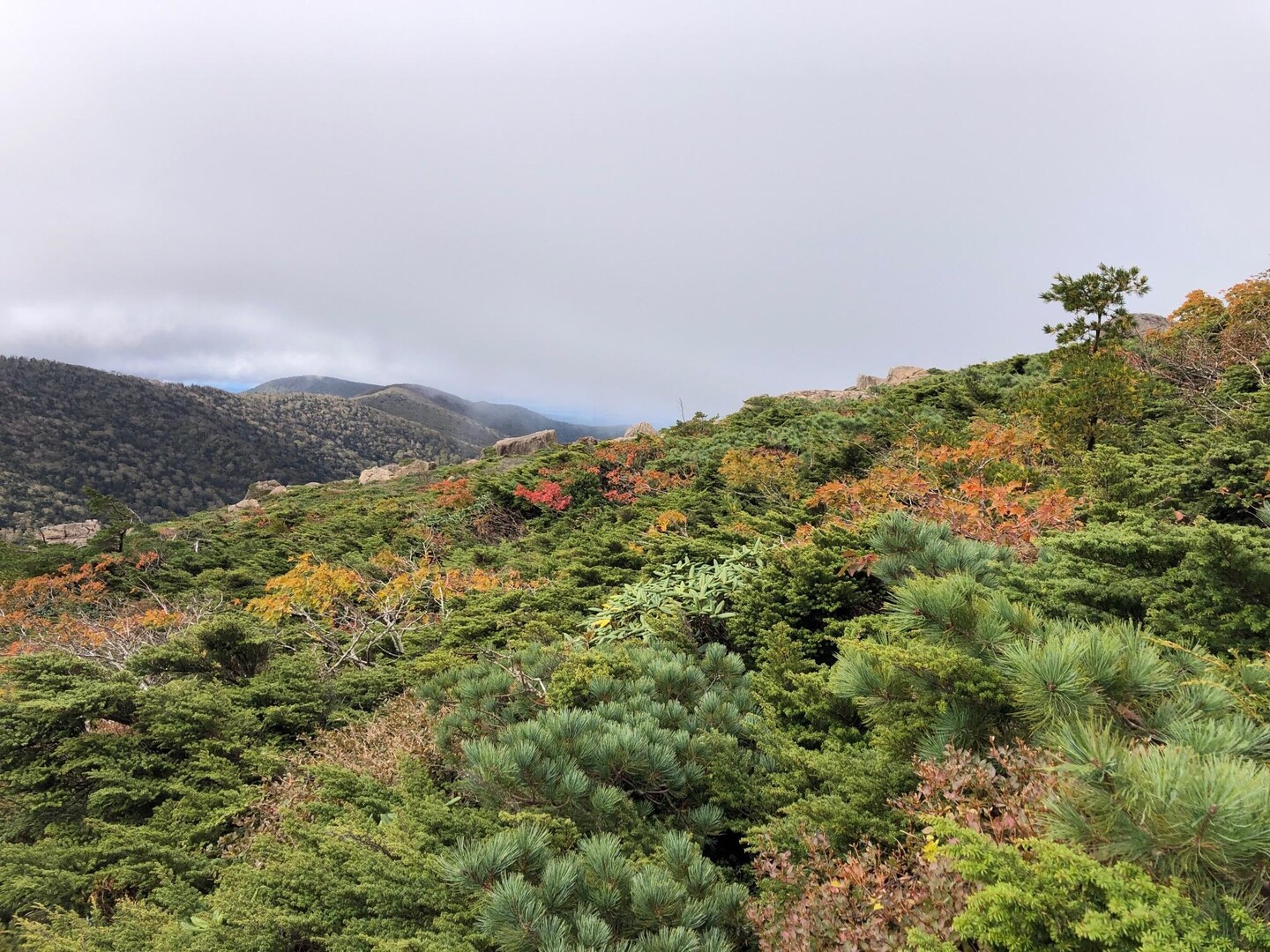 早池峰山 / TSさんの早池峰山・薬師岳・鶏頭山の活動データ | YAMAP / ヤマップ