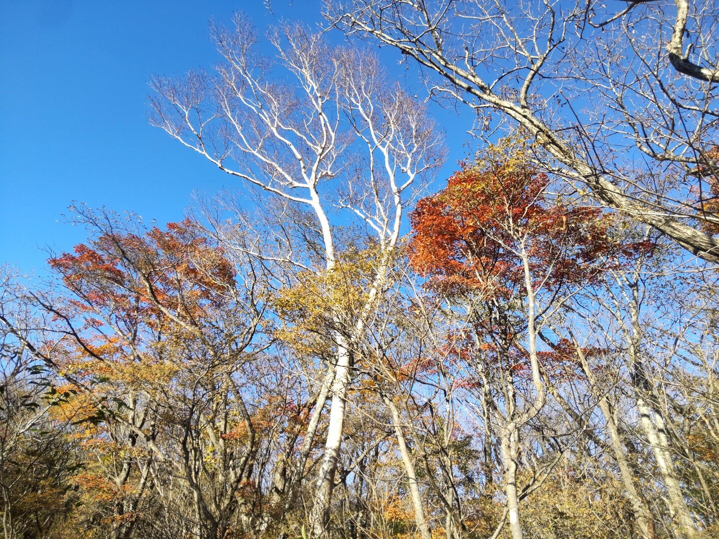 那須平成の森～駒止の滝 / na_peさんのウォーキングの活動データ | YAMAP / ヤマップ