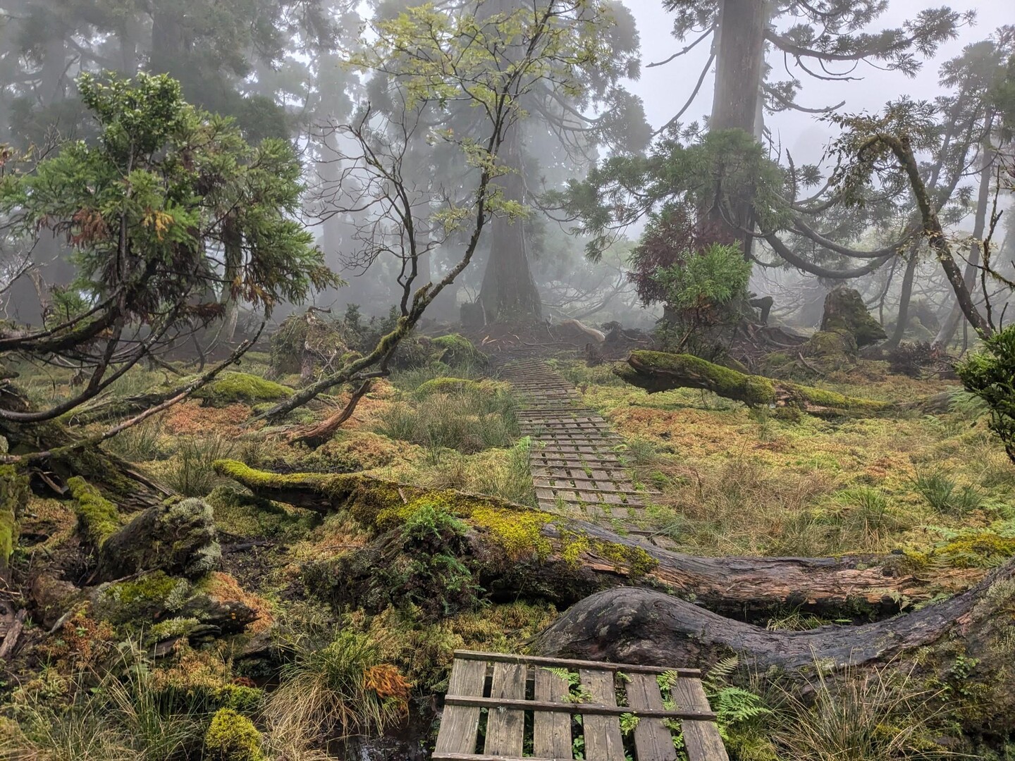 20240929_氷ノ山 / ゆうううきさんの氷ノ山（須賀ノ山）・鉢伏山・瀞川山の活動データ | YAMAP / ヤマップ