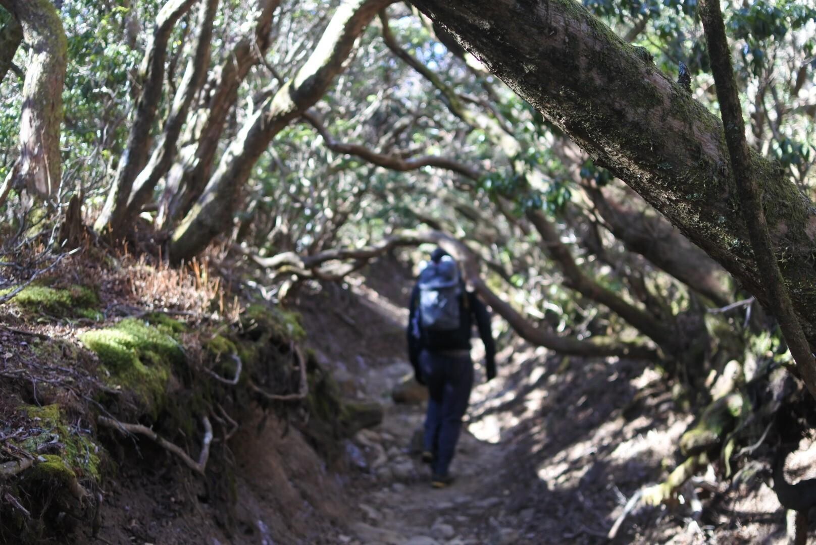 天城山（万二郎岳・万三郎岳） / kuu-nyanさんの天城山・鉢ノ山・三筋山の活動データ | YAMAP / ヤマップ