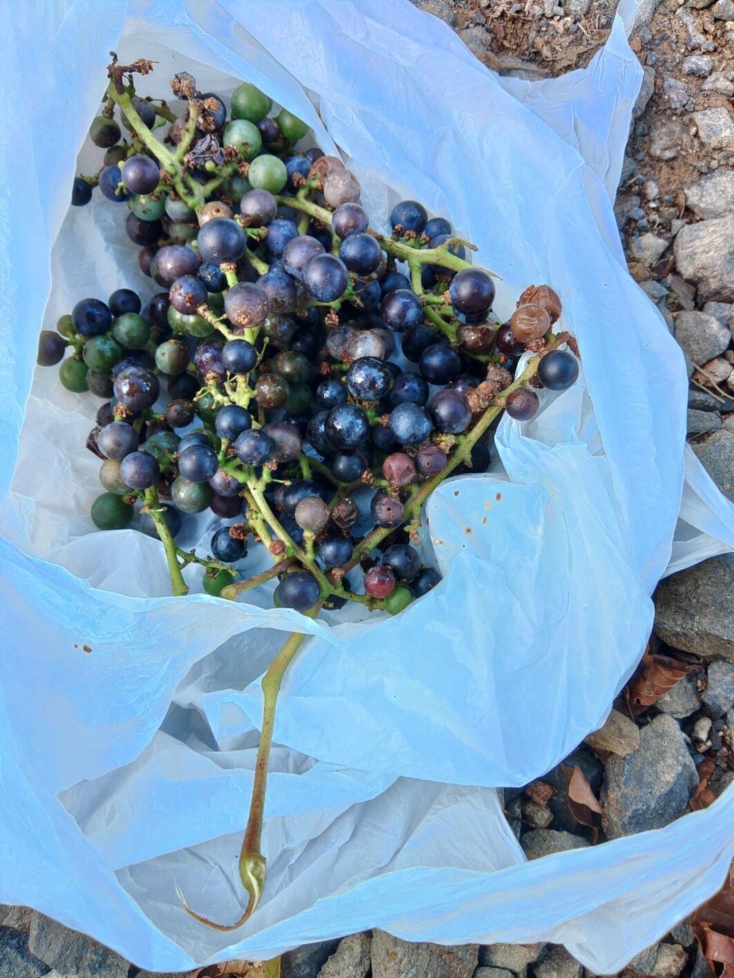 鬼首『荒雄岳』山葡萄一杯採れました、山葡... / Daisuke Adachiさんのモーメント | YAMAP / ヤマップ