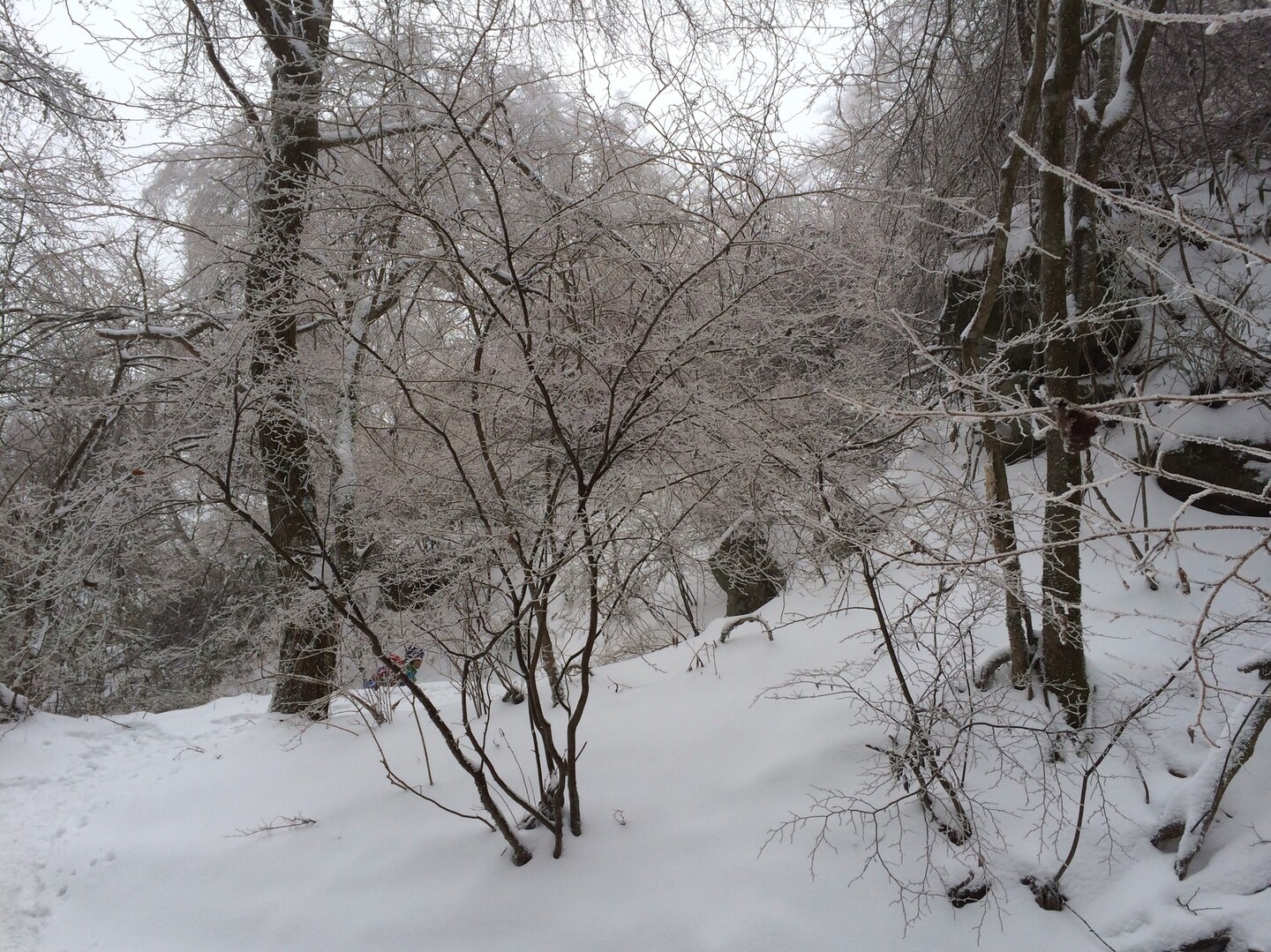 金剛山 / Alfeloaさんの金剛山・二上山・大和葛城山の活動データ | YAMAP / ヤマップ