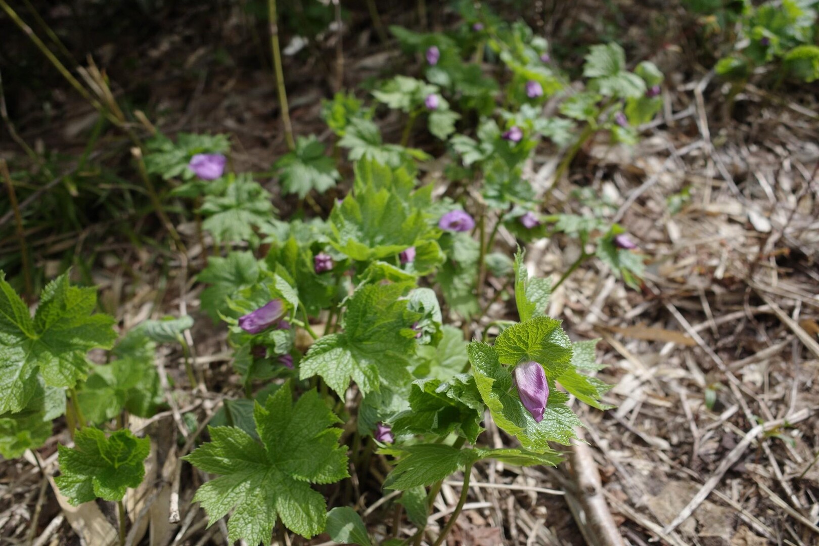 手稲山 / kuri_on_the_goさんの手稲山・奥手稲山の活動データ | YAMAP / ヤマップ