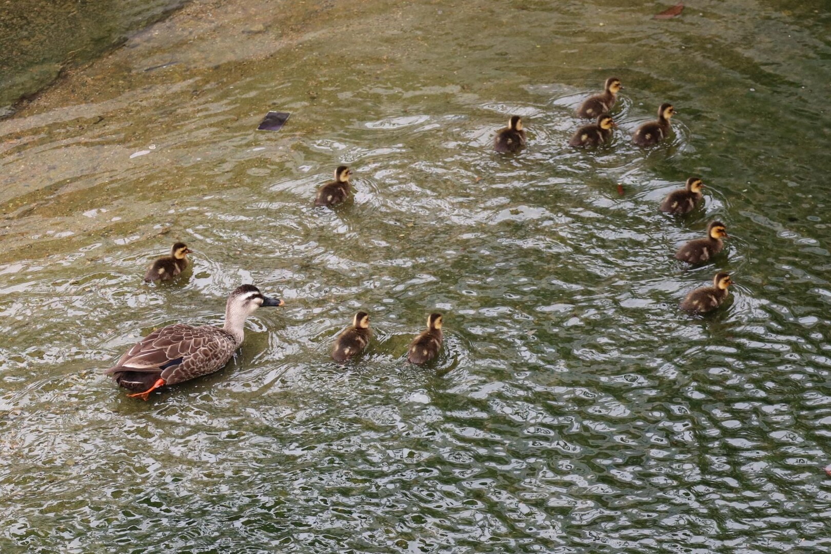 今年もカルガモの赤ちゃんが生まれた！ 無... / ヤマオヤジさんのモーメント | YAMAP / ヤマップ