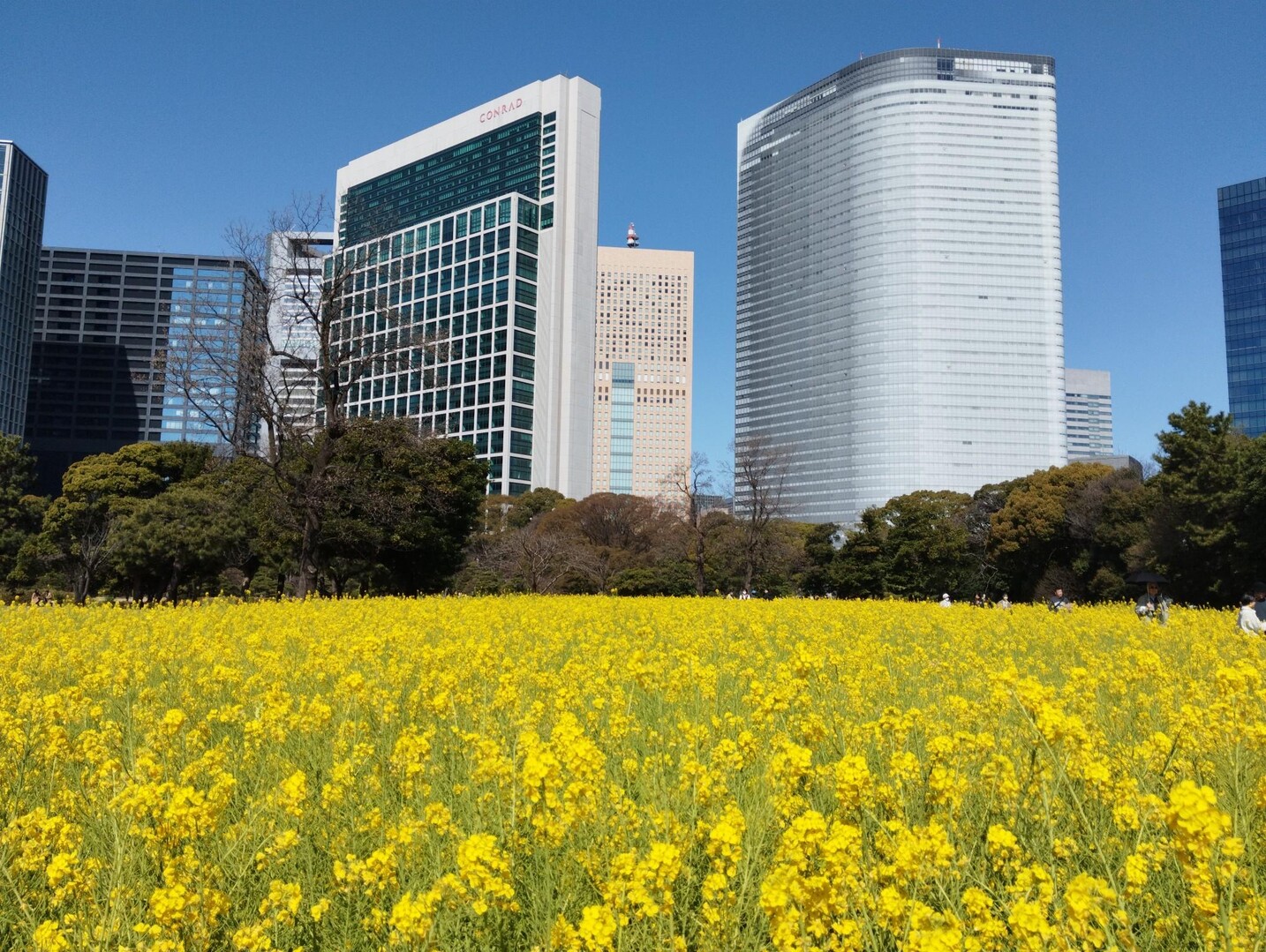 皇居周回と浜離宮、芝離宮他低山9座巡り / Heart Goldさんの東京都23区 中央エリアの活動日記 | YAMAP / ヤマップ