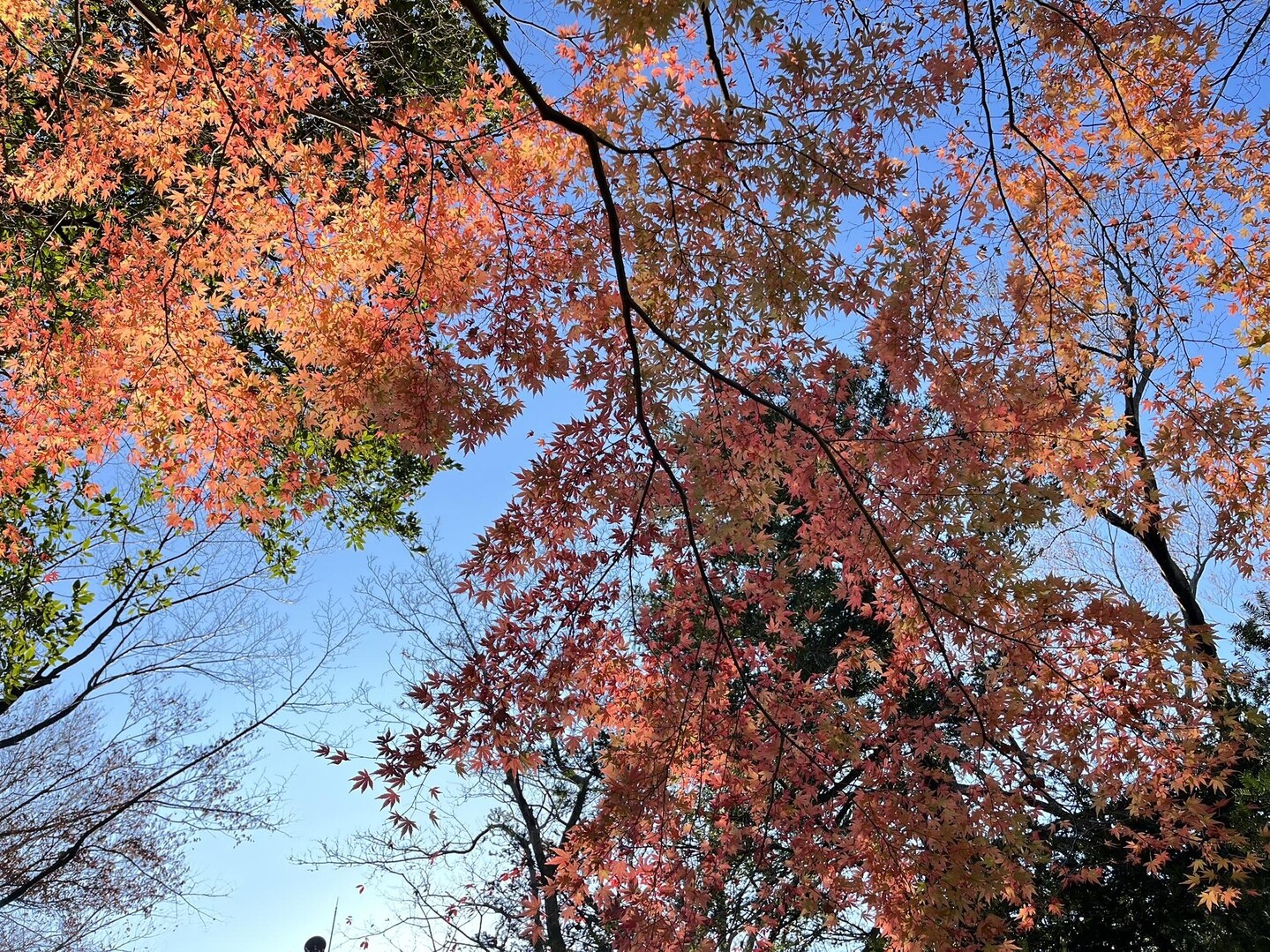 高尾山🍁まだ見れました / まりこさんの高尾山・陣馬山・景信山の活動データ | YAMAP / ヤマップ