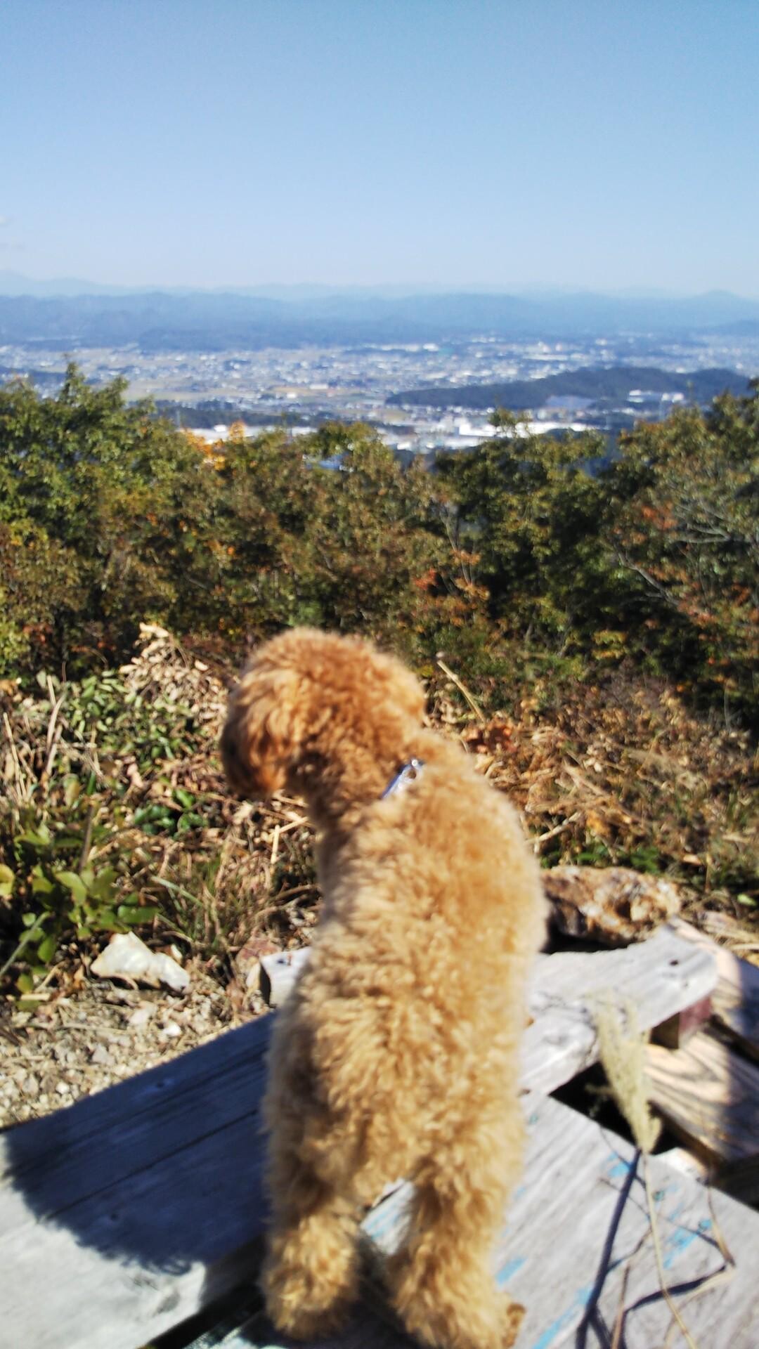 勝山・明王山・迫間山 / daigo777さんの各務原アルプス（関南アルプス）・八木三山の活動データ | YAMAP / ヤマップ