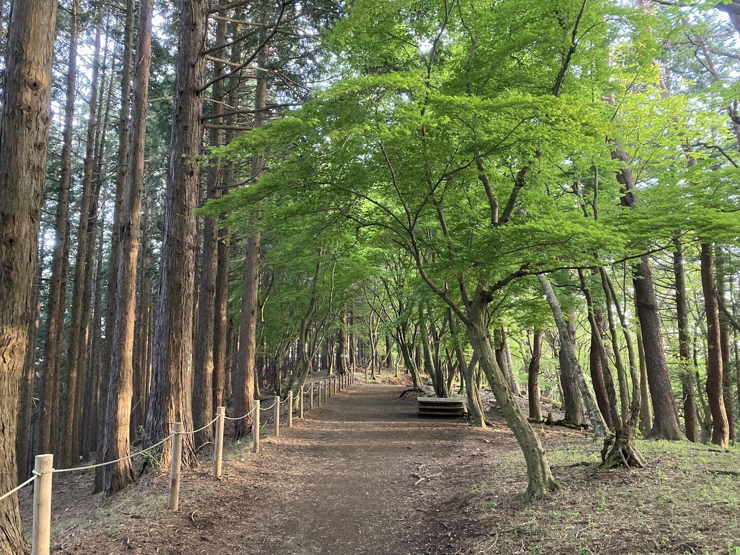 政次郎ノ頭・木ノ又大日・塔ノ岳・堀山 / Ok-836さんの塔ノ岳・丹沢山・蛭ヶ岳の活動データ | YAMAP / ヤマップ