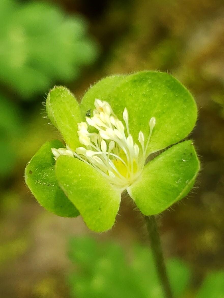 🍀🍀ニリンーソウ花です😆🎵🎵 ... / S.H.Kさんのモーメント | YAMAP / ヤマップ