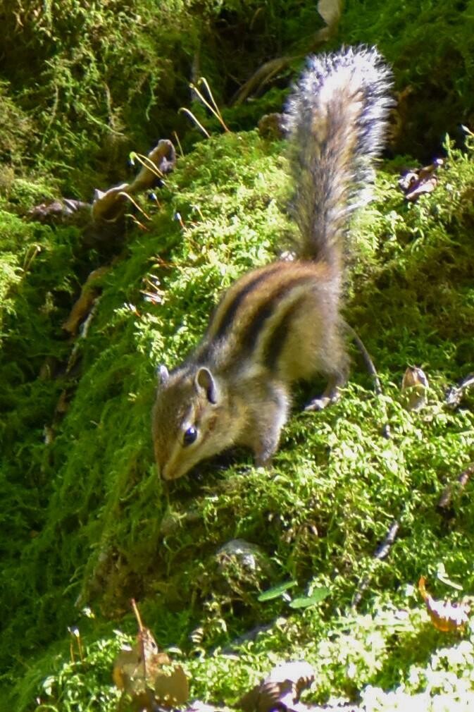 御池岳・鈴北岳 / じゅんこさんの藤原岳・御池岳の活動データ | YAMAP / ヤマップ
