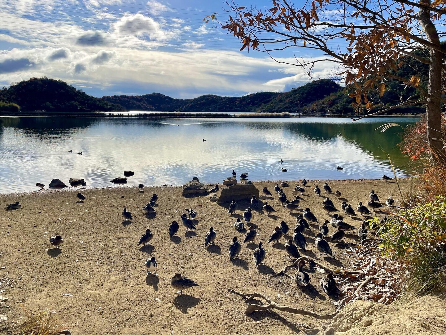 アサミクラ🍁＆平荘湖🦆 / KIMIYAさんの高御位山・播磨アルプスの活動データ | YAMAP / ヤマップ