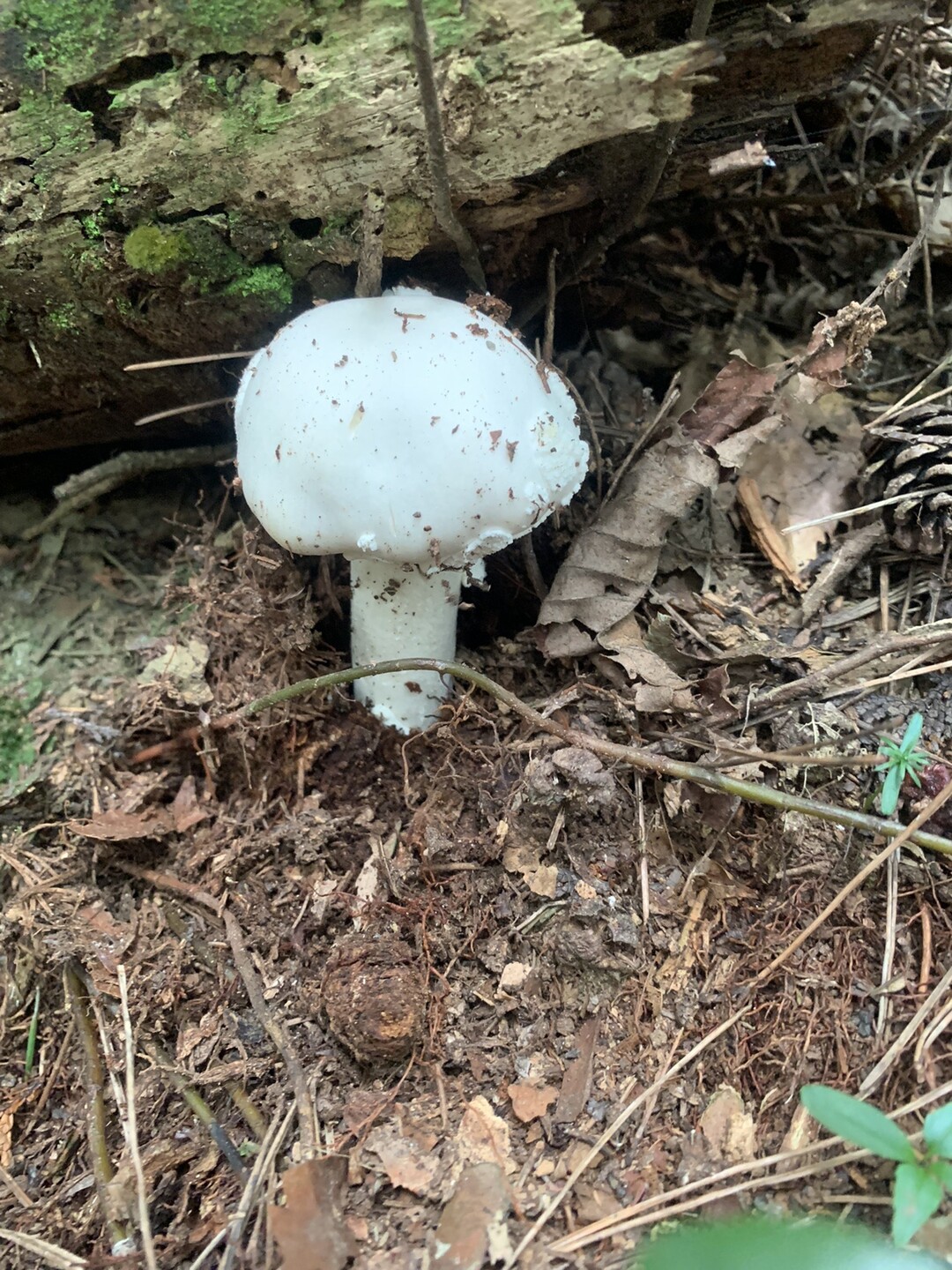 540P・斑根石山・古賀志山・坊主山 / 和夫さんの男体山の活動データ | YAMAP / ヤマップ