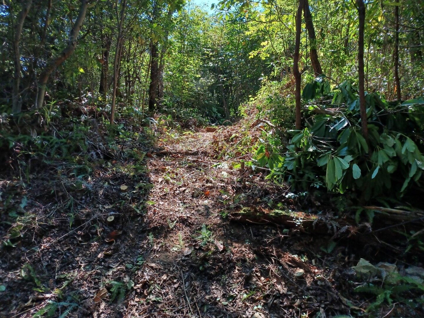 北之庄城～中の大手道上段北虎口ルート開通 / 八幡左馬頭義昌さんの八幡山（鶴翼山）の活動データ | YAMAP / ヤマップ