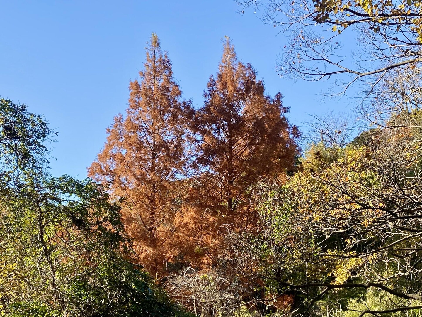 午前中用事があったので山には行けず…でも... / 3to4さんのモーメント | YAMAP / ヤマップ