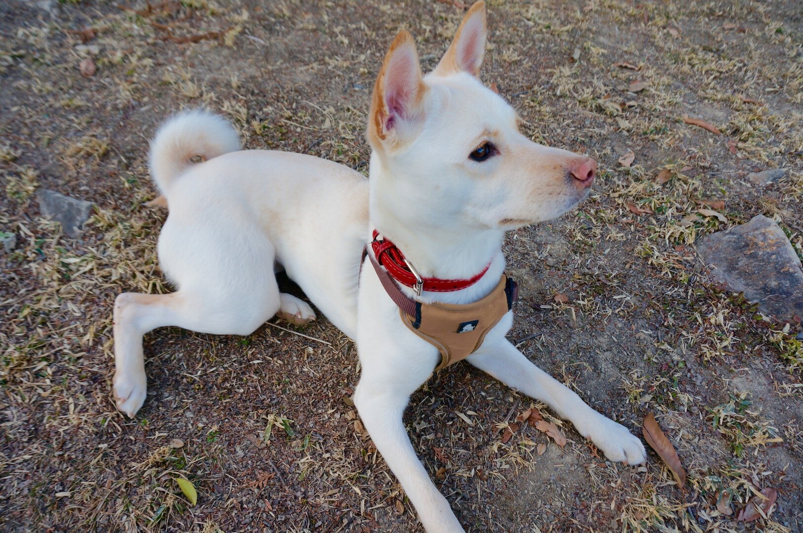 こまりとお散歩 / HIGE（SOU）さんの岡山市 北区の活動データ | YAMAP / ヤマップ