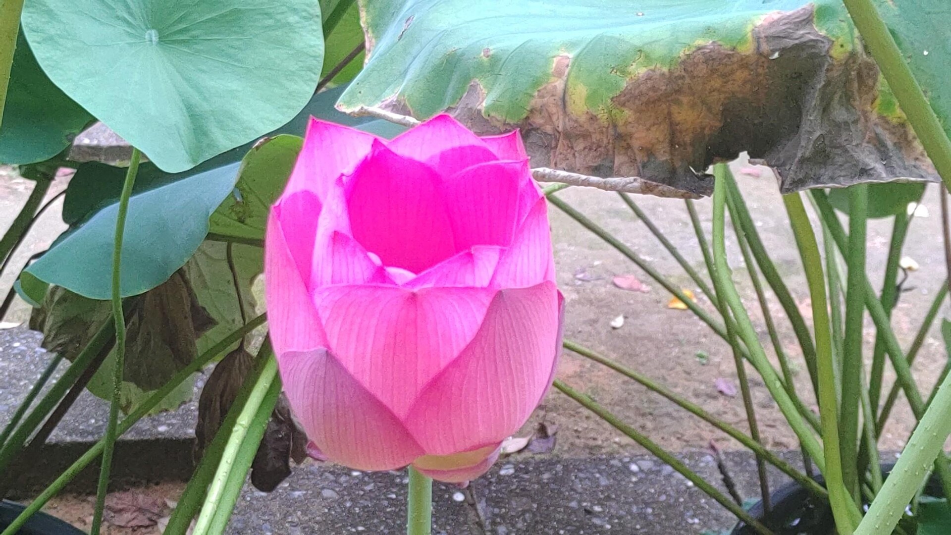 83😆愛宕山 / megさんの能古島の活動データ | YAMAP / ヤマップ