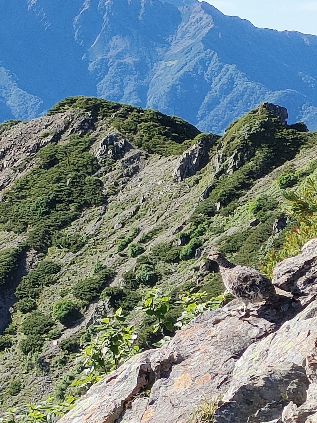 快晴＆雷鳥祭り 仙丈ヶ岳 Day2/2 / さこみさんの仙丈ヶ岳・伊那荒倉岳の活動データ | YAMAP / ヤマップ