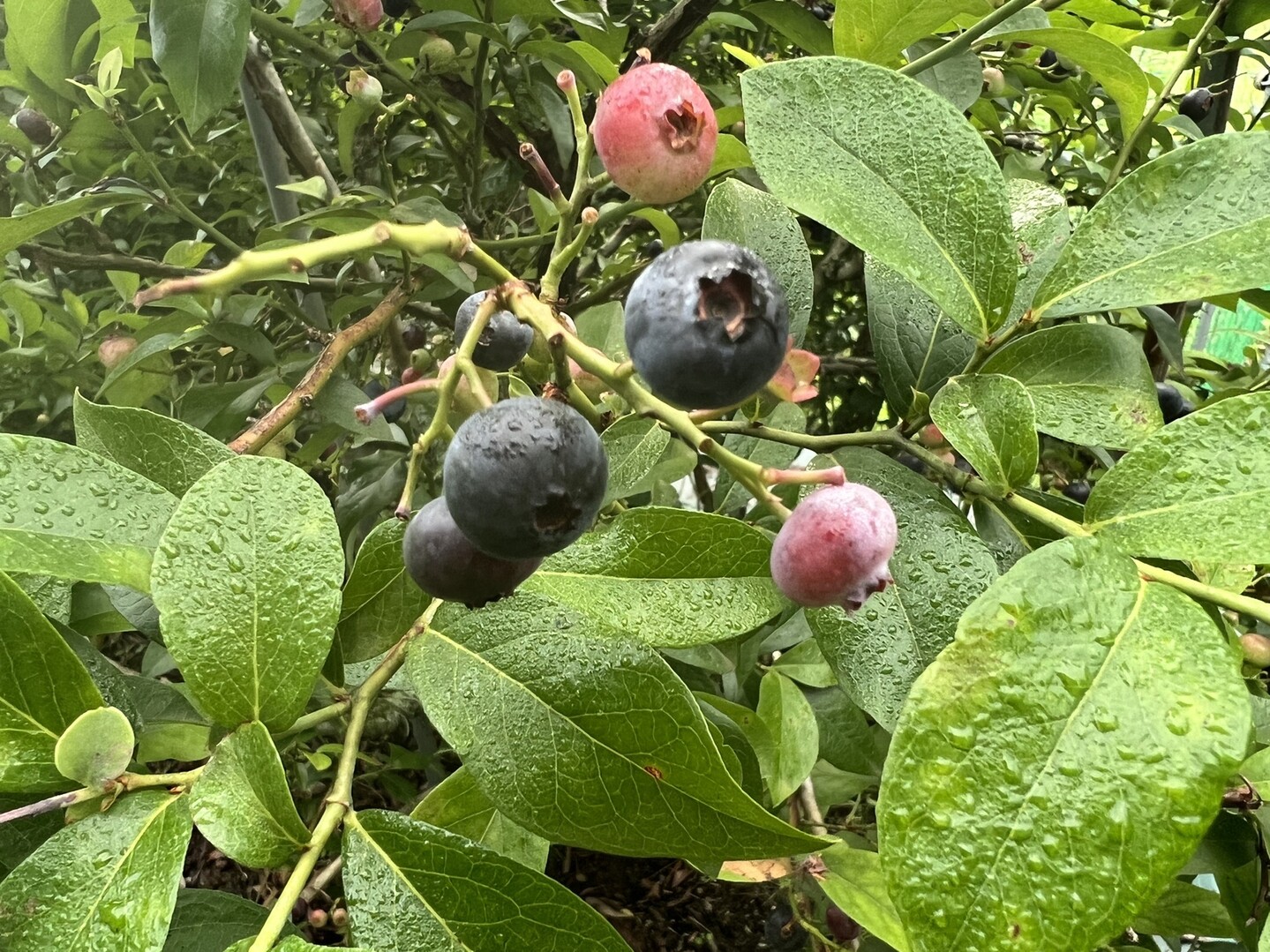 今年もブルーベリー🫐狩り 今日は高校の... / Miwaさんのモーメント | YAMAP / ヤマップ