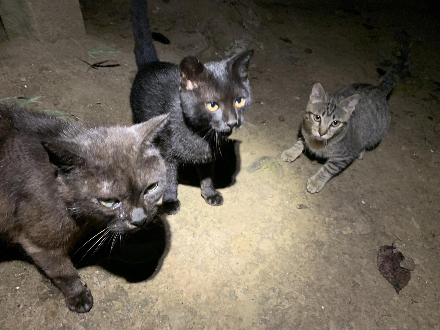 終業後に飯野山清掃。直登ルートと展望台の... / muddy329さんのモーメント | YAMAP / ヤマップ