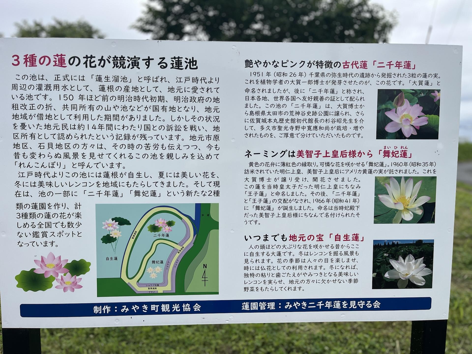 🪷の花 / ma.sa.さんのモーメント | YAMAP / ヤマップ