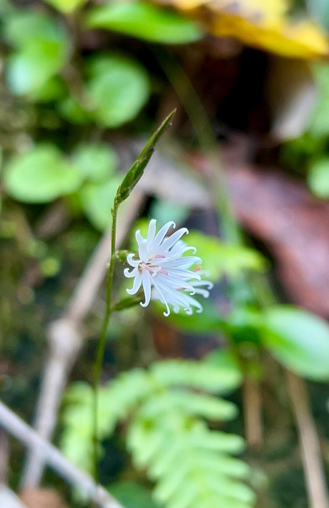 気延山 / 1091maruさんの気延山の活動日記 | YAMAP / ヤマップ