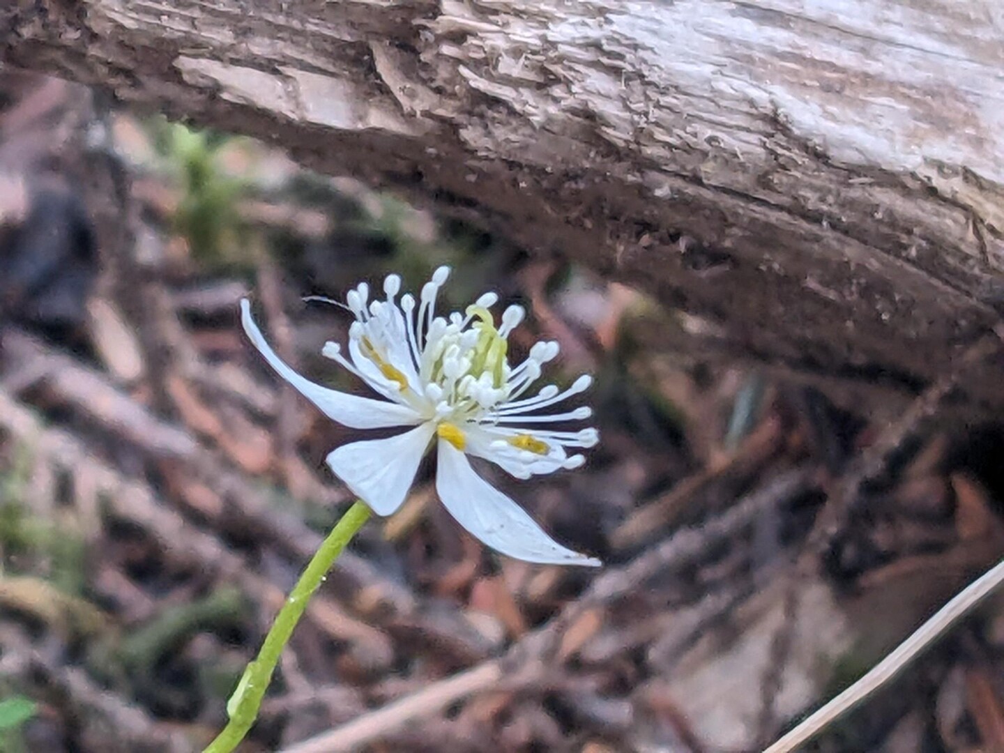 西天狗岳 東天狗岳 / カズvanさんの八ヶ岳（赤岳・硫黄岳・天狗岳）の活動データ | YAMAP / ヤマップ