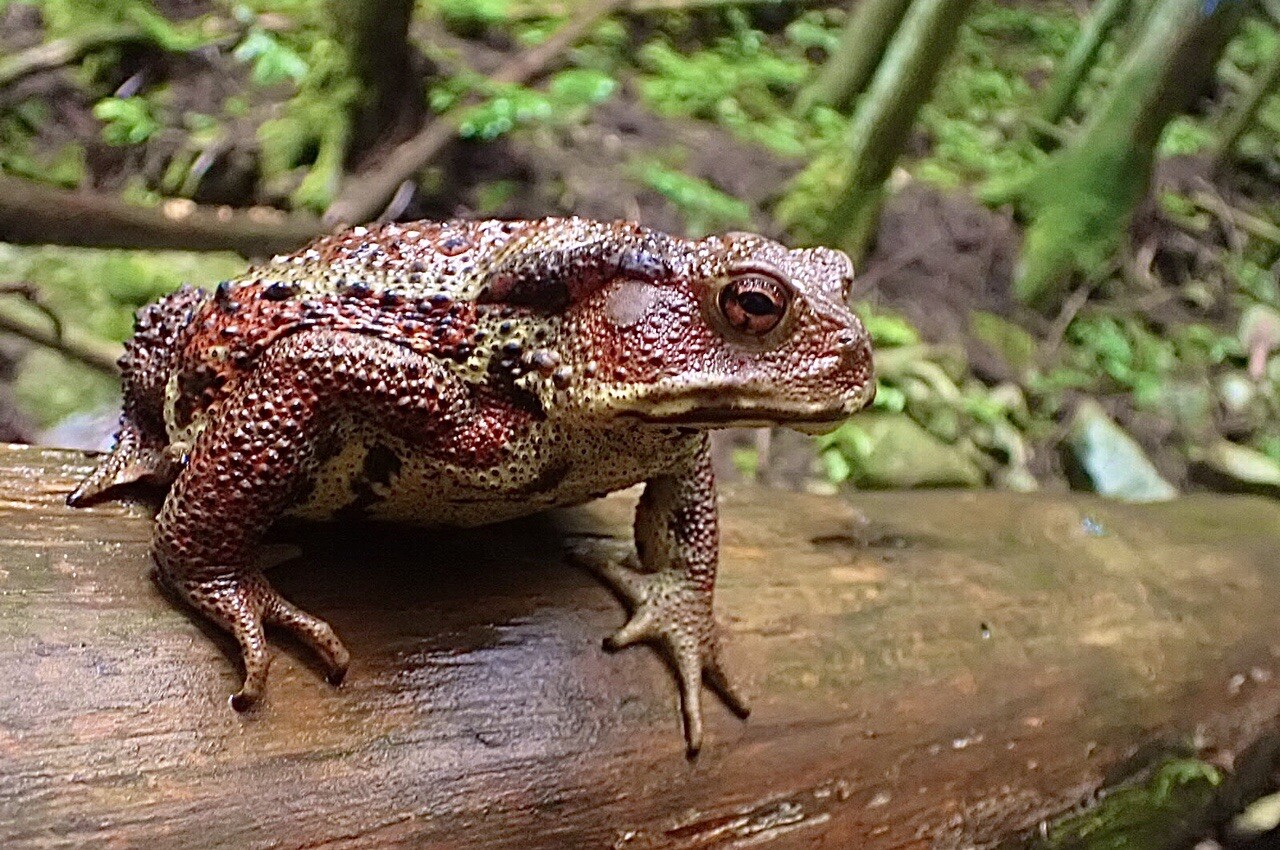 もうすぐ冬眠😴😪💤 全員紹介できな... / Cheさんのモーメント | YAMAP / ヤマップ