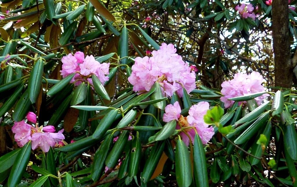 湯の湖から戦場ヶ原までフラフラ-2023-05-21 / 麦秋さんの日光白根山・五色山・錫ヶ岳の活動データ | YAMAP / ヤマップ