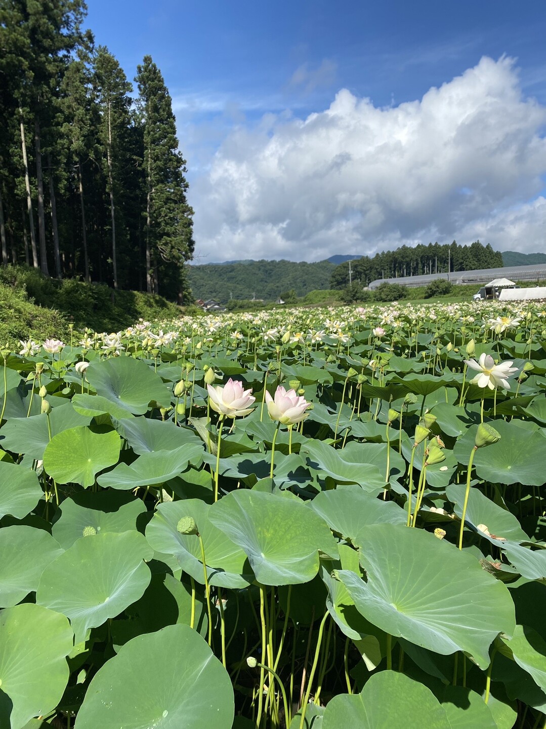 上渋井ハス園🪷に行ってきました。想像し... / sanaviさんのモーメント | YAMAP / ヤマップ