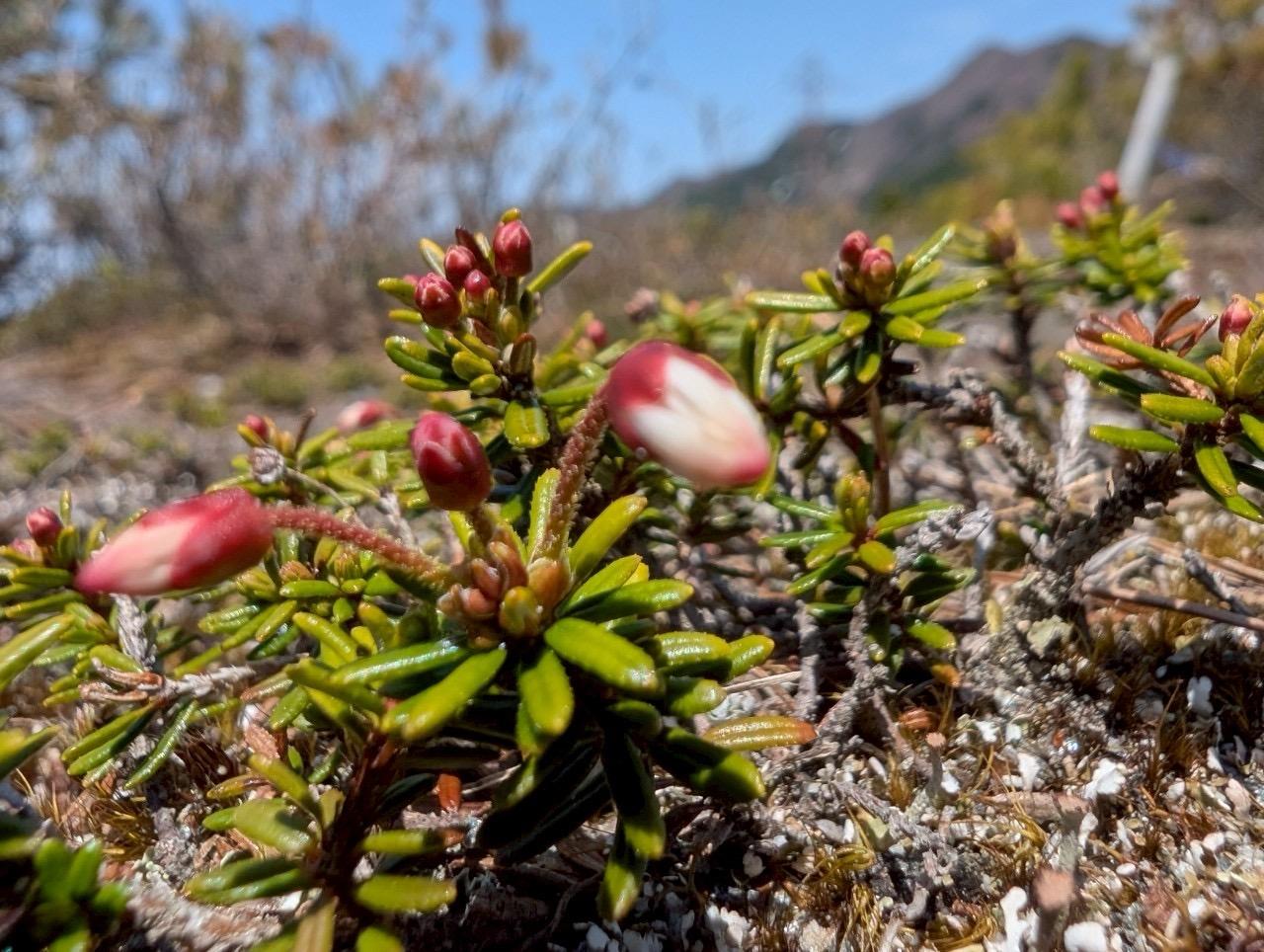 銅山峰 / Kanko.Nさんの東赤石山・西赤石山・物住頭の活動データ | YAMAP / ヤマップ