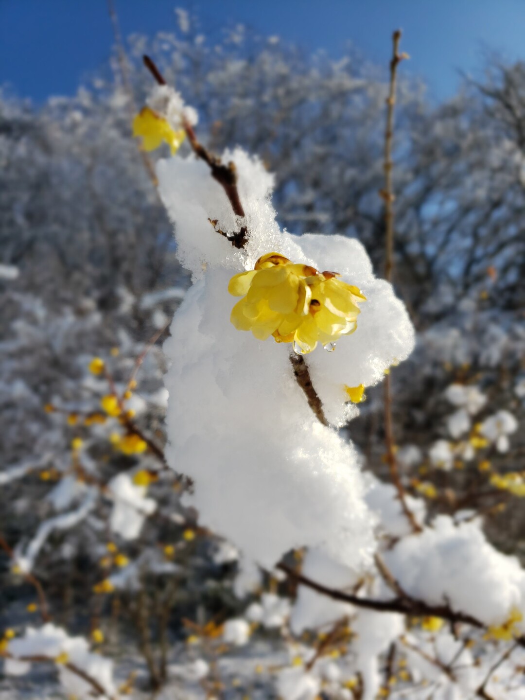 雨巻山 雪だるま⛄作ってゆっくり登りまし... / S.H.Kさんのモーメント | YAMAP / ヤマップ