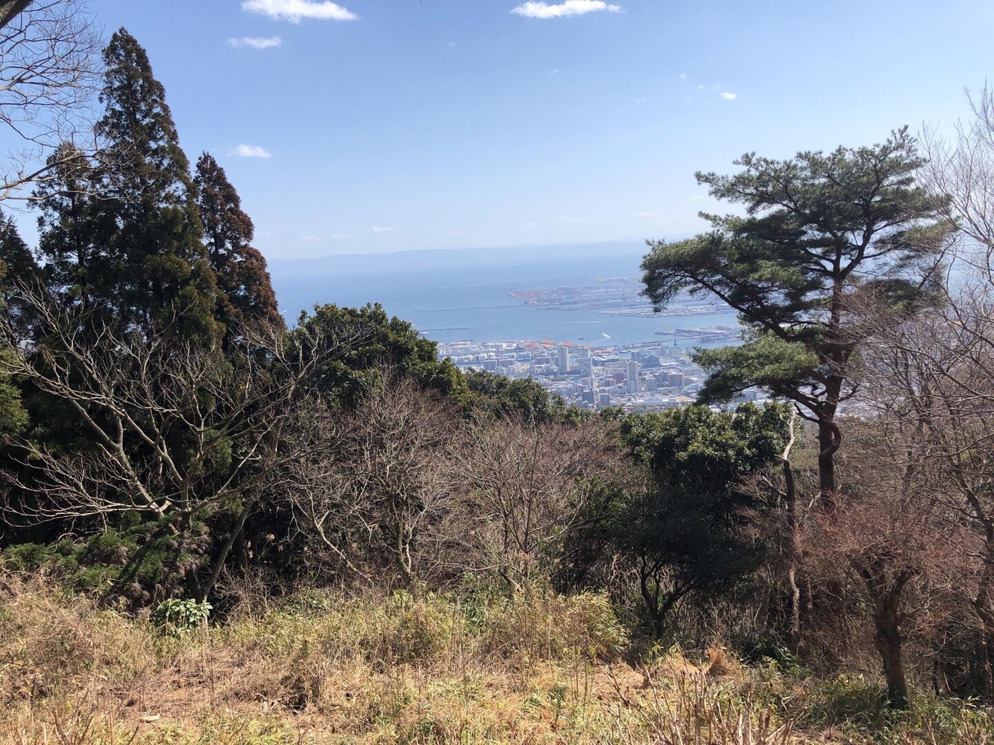 油コブシ / HMさんの六甲山・長峰山・摩耶山の活動データ | YAMAP / ヤマップ