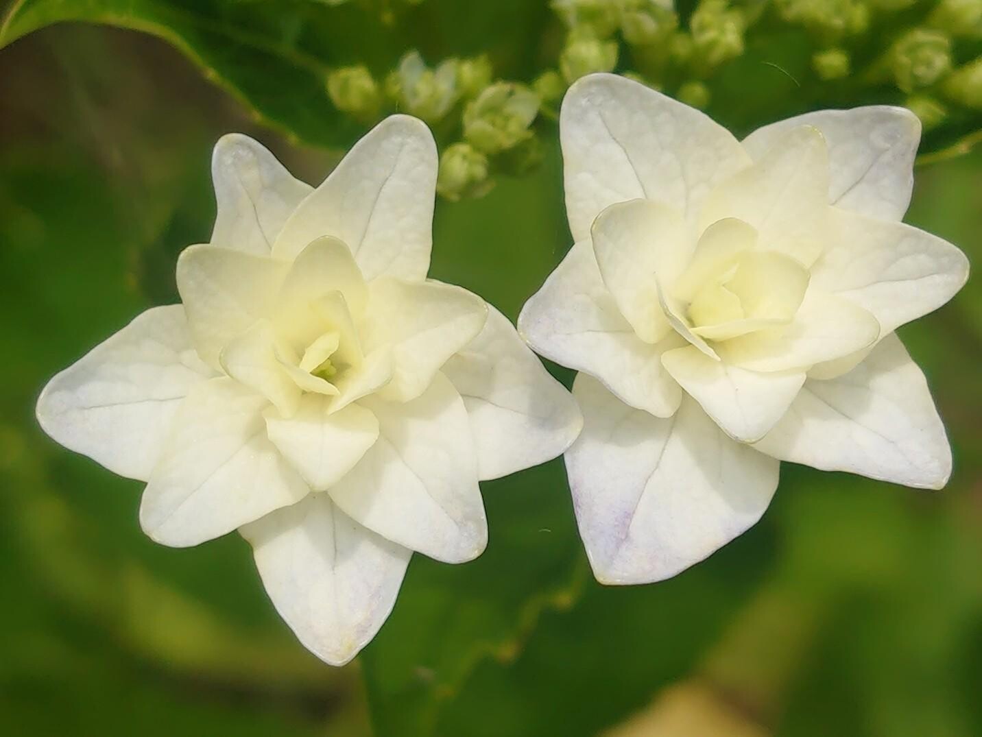 紫陽花と🍺 / akkiさんの関の山の活動データ | YAMAP / ヤマップ