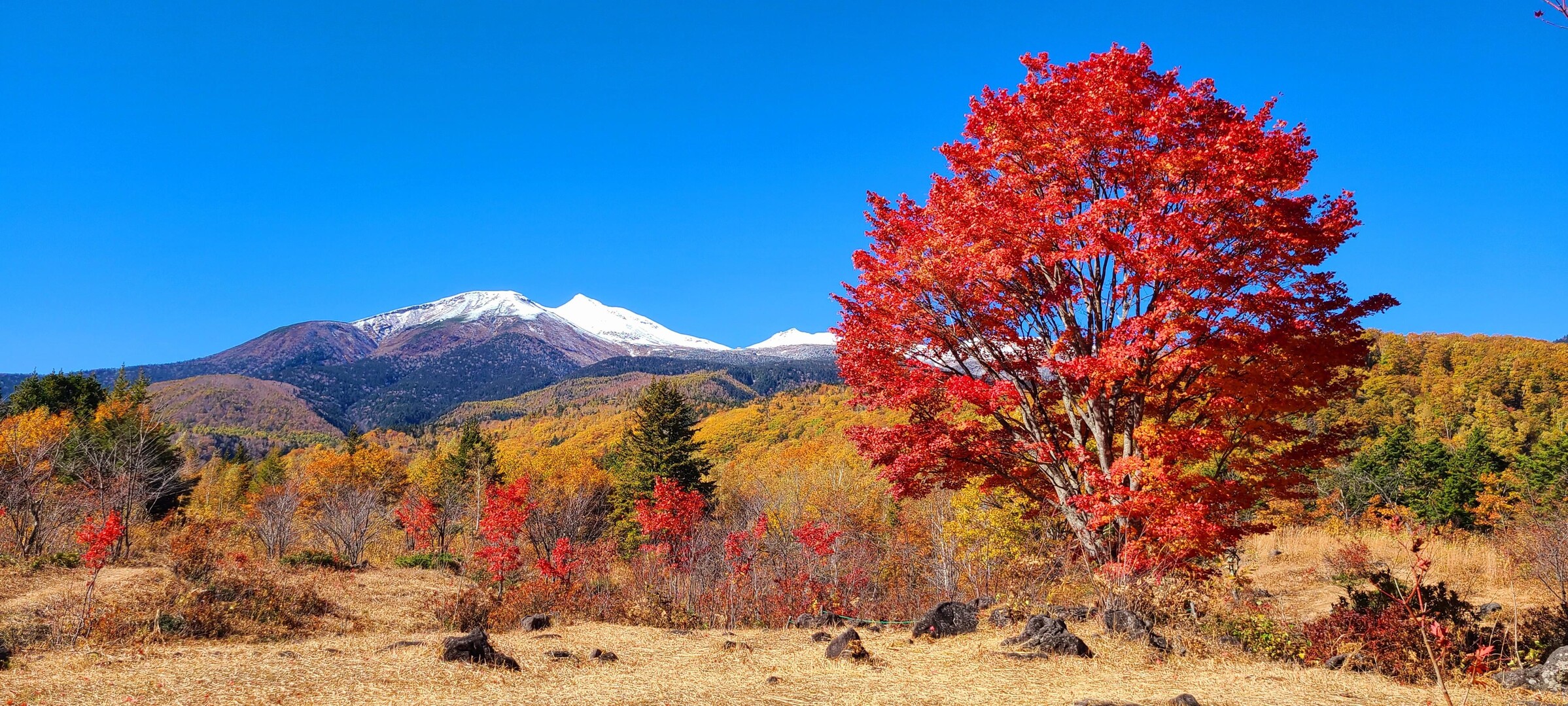 今年も紅葉の乗鞍高原へ / アフロMAXさんの乗鞍岳の活動データ | YAMAP / ヤマップ
