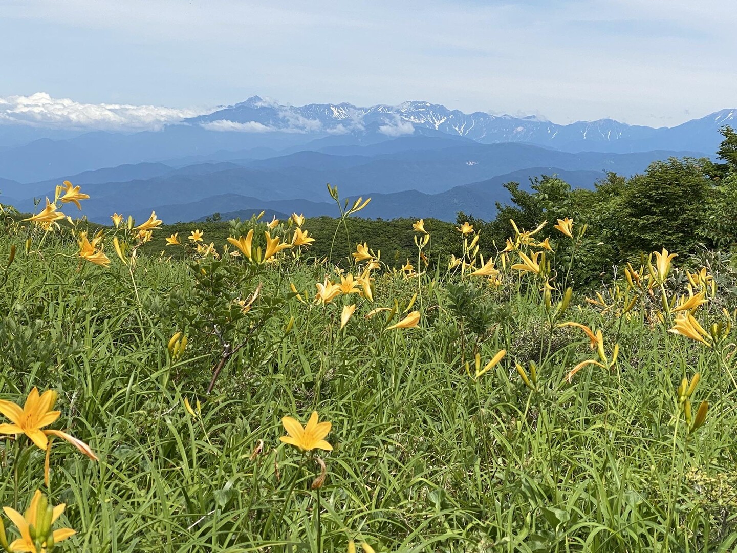 天空の花園・白木峰(富山) / taakoさんの白木峰・小白木峰の活動データ | YAMAP / ヤマップ