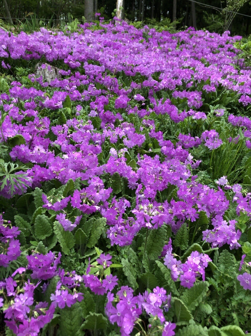 凛ちゃんとママの登山記録② つどいの里 ... / kozueさんのモーメント | YAMAP / ヤマップ